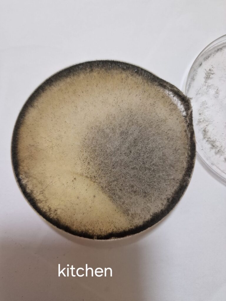 Mold Testing with Petri Dishes- Collection Process Explained