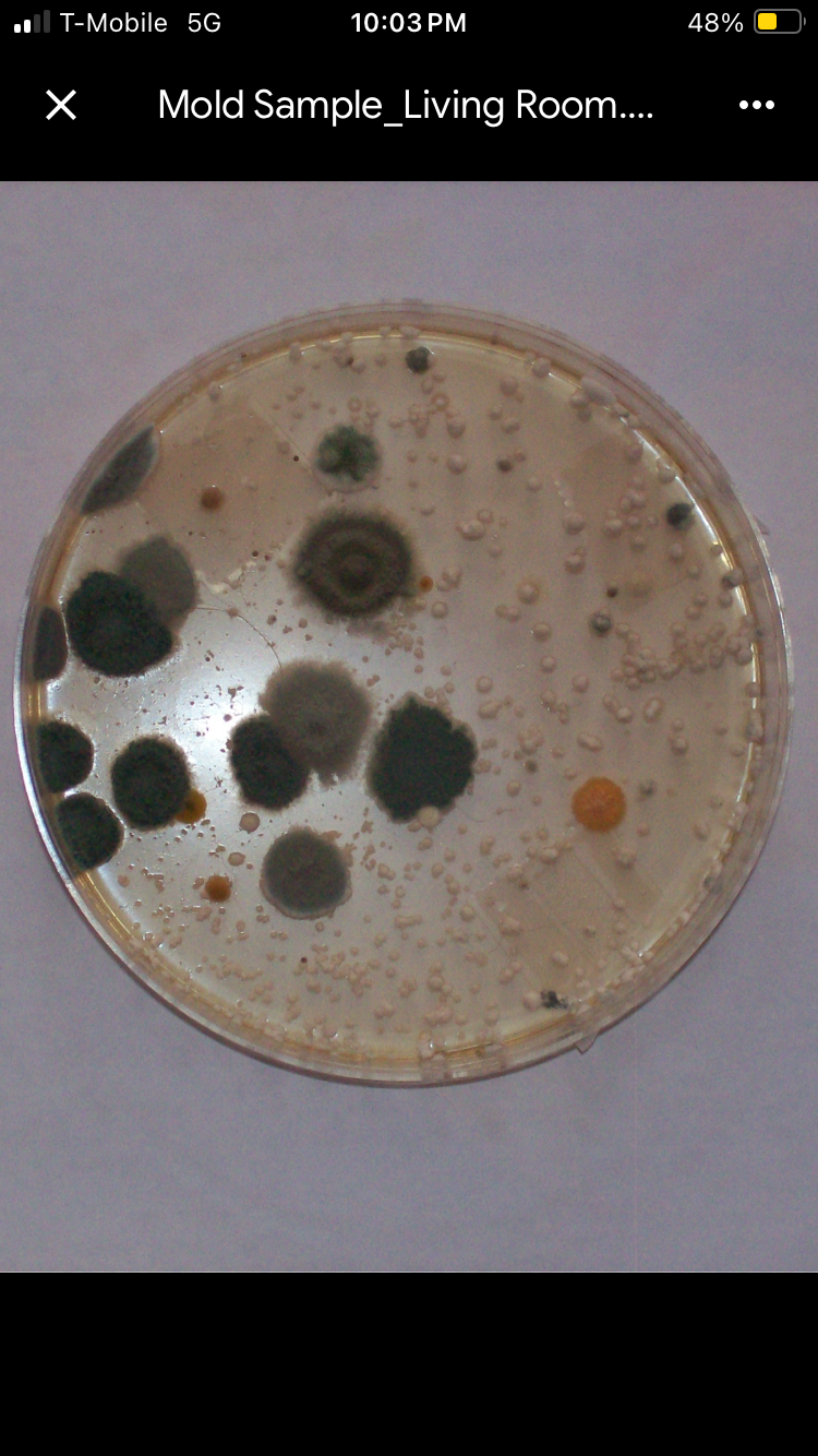 Mold Testing with Petri Dishes- Collection Process Explained